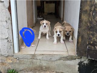 american bully Puerto Rico