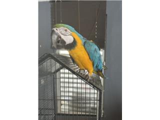 Guacamayo Hembra Puerto Rico