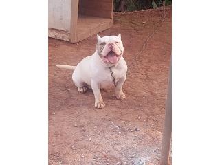 Pitbull bully pocket Puerto Rico