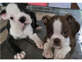 Hermosos Boston Terrier Puerto Rico