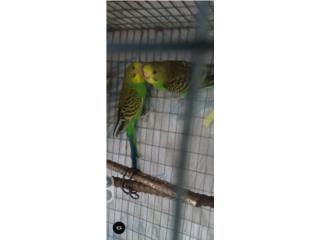 Perico bb Puerto Rico