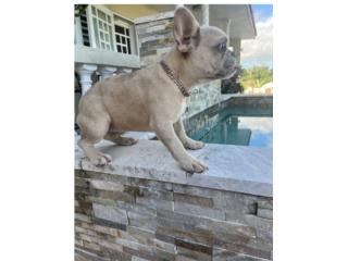 French Bull Dog AKC Puerto Rico