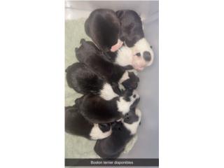 Boston terrier Puerto Rico