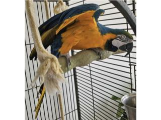 Guacamayo Macho Puerto Rico