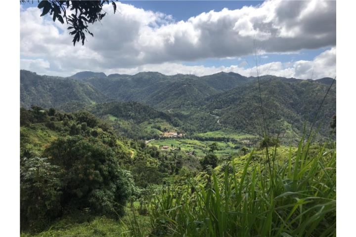 Morovis Sur Puerto Rico, Venta Bienes Raices Morovis Puerto Rico, Real ...