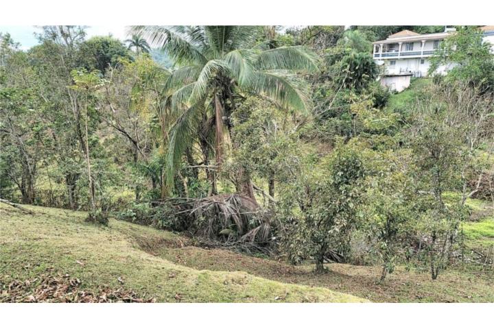 Naranjo Puerto Rico, Venta Bienes Raíces Moca Puerto Rico, Real Estate ...