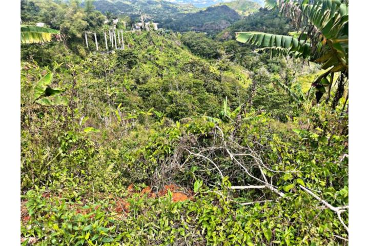 Saltillo Puerto Rico, Venta Bienes Raíces Adjuntas Puerto Rico, Real ...