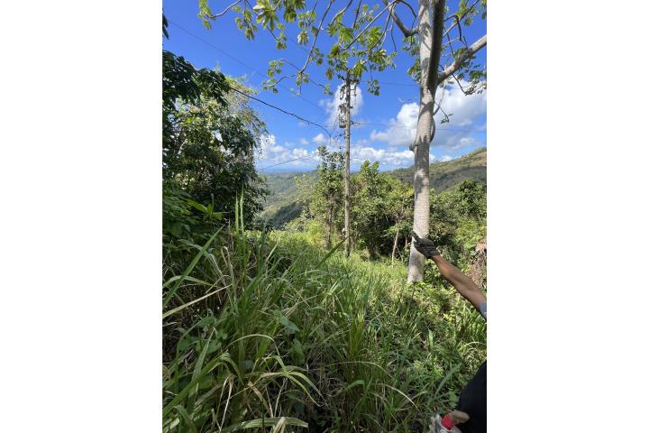 Naranjo Puerto Rico, Venta Bienes Raíces Yauco Puerto Rico, Real Estate ...