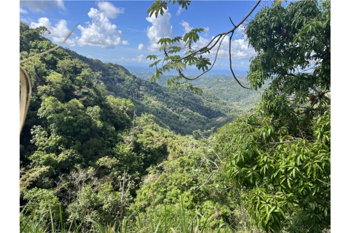 Naranjo Puerto Rico, Venta Bienes Raíces Yauco Puerto Rico, Real Estate ...