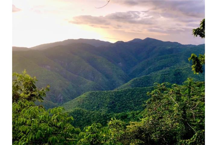 Tabonuco Puerto Rico, Venta Bienes Raíces Sabana Grande Puerto Rico ...