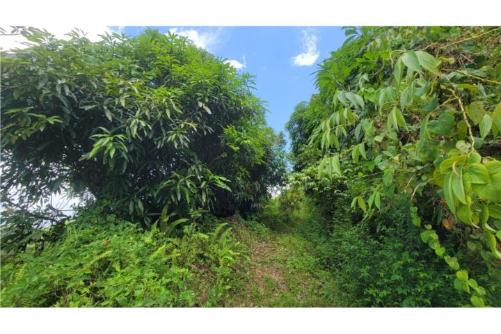 Tabonuco Puerto Rico, Venta Bienes Raíces Sabana Grande Puerto Rico ...