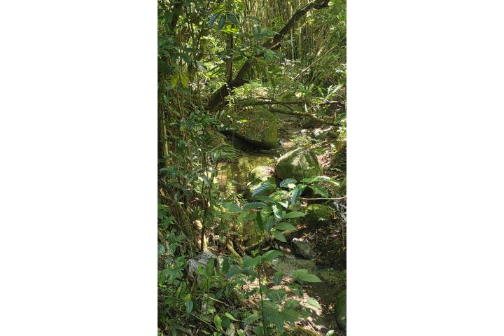 Rio Hondo Puerto Rico, Venta Bienes Raíces Comerío Puerto Rico, Real ...