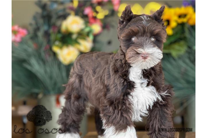Schnauzer Mini Color Liver! - Los Osos PR Puerto Rico