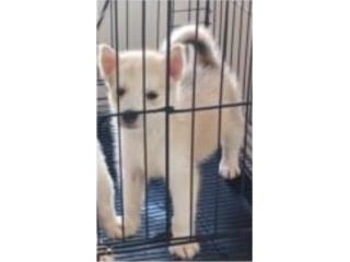 Siberian Husky Puerto Rico