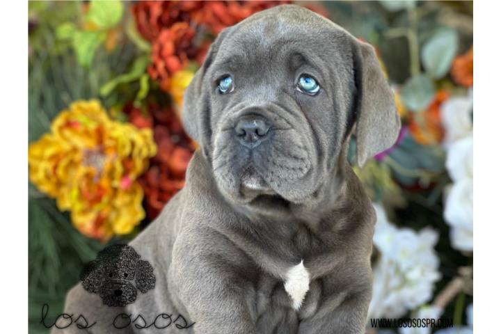 Cane Corso Ojos Azules - Los Osos PR Puerto Rico