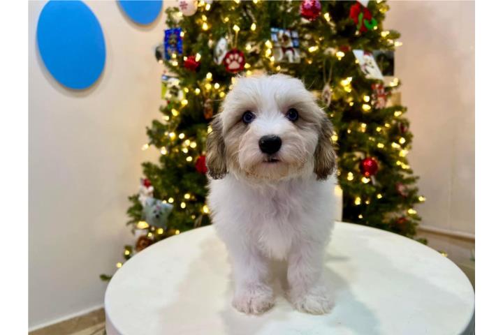 ALEJANDRO HAVAPOO (VISITANOS EN GUAYNABO) Puerto Rico