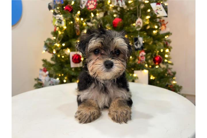 ERIC TOY YORKIE POO (VISITANOS EN GUAYNABO) Puerto Rico