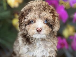 Cockapoo Chocolate Merle - Los Osos PR Puerto Rico