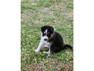 Husky $350 cada uno Puerto Rico