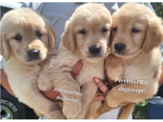 GOLDEN RETRIEVER BIG BONE AKC Puerto Rico