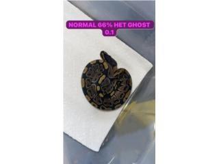 Ball Python Bebé Puerto Rico