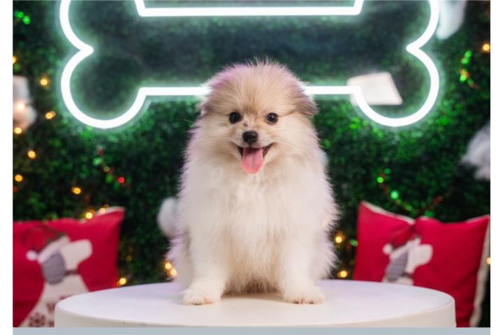 KIRBY POMERANIAN(VISITANOS EN GUAYNABO) Puerto Rico