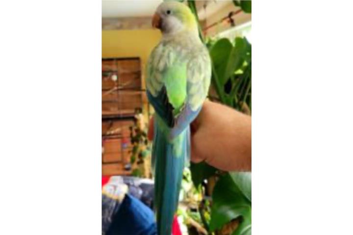 Quaker azul opalino turquesa macho Puerto Rico