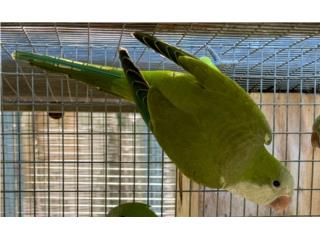 Quaker verde hembra Puerto Rico