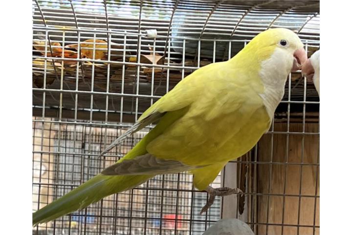 Quaker pallid green Puerto Rico