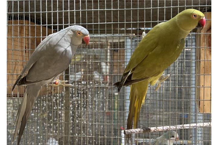 Pareja de Ringneck gris y grey green Puerto Rico