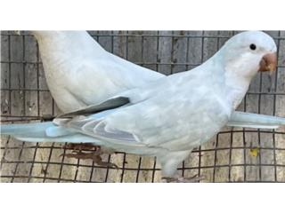 Pallid blue Quaker hembra Puerto Rico