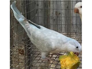 Quaker pallid blue hembra Puerto Rico