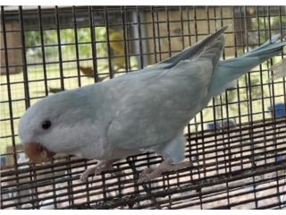 Aves/Birds Puerto Rico, ClasificadosOnline.com