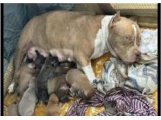 Pitbull Bully Puerto Rico