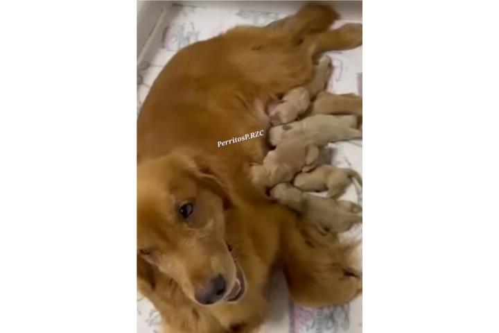 GOLDEN RETRIEVER BIG BONE AKC Puerto Rico
