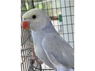 Ringneck pallid Violeta turquesa Puerto Rico