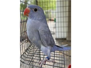 Ringneck violeta cinamon Puerto Rico