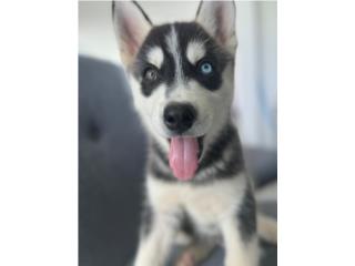 Husky puppies, fuertes y saludables Puerto Rico