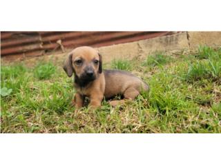 MINI SALCHICHA HEMBRA DE CALIDAD Puerto Rico