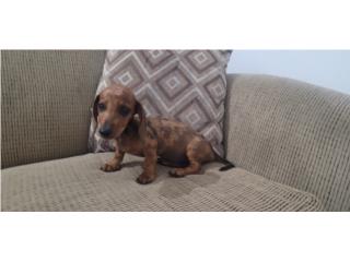 Perros/Dogs Puerto Rico, ClasificadosOnline.com