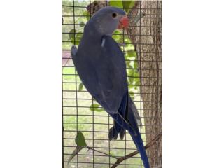 Ringneck violeta hembra Puerto Rico