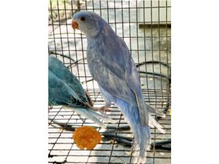 Ringneck violeta macho Puerto Rico