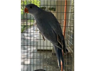 Ringneck violeta macho Puerto Rico