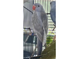 Ringneck Violeta cinamon macho Puerto Rico