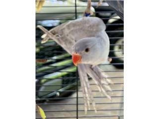 Ringneck pallid Violeta hembra Puerto Rico