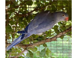 Ringneck Violeta Puerto Rico