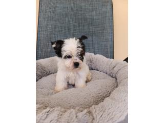 Perros/Dogs Puerto Rico, ClasificadosOnline.com