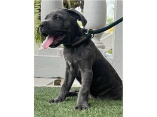 Cane Corso AKC Puerto Rico