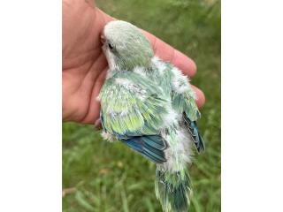 Quaker opalino turquesa Puerto Rico