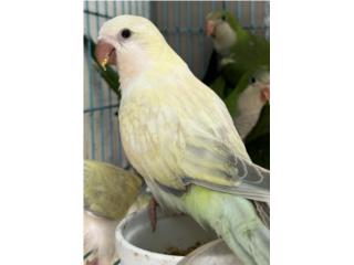 Quaker crossover azul turquesa Puerto Rico